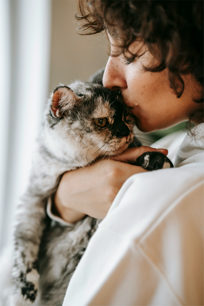 Getting Your Cat Ready for 4th of July - WoofDoctor on Wheels