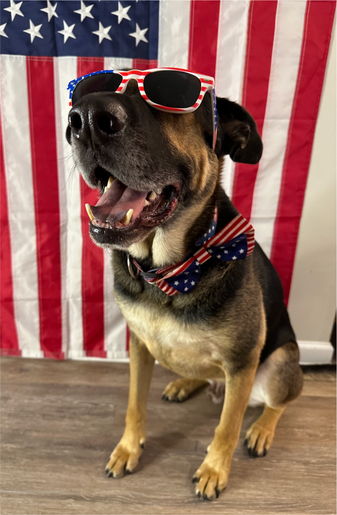 Desensitization & Proactive Exposure Training for 4th of July ...