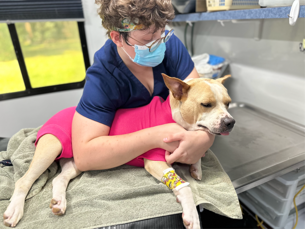 When & Why to Spay or Neuter Your Pet