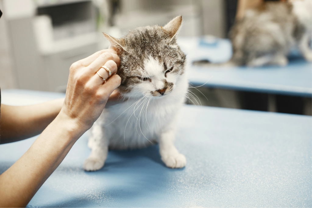 Osteoarthritis In Cats & Signs of Pain