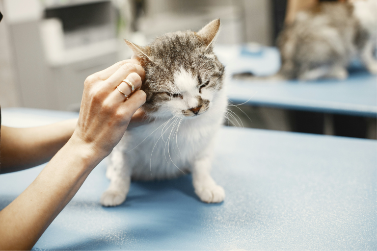 Osteoarthritis In Cats & Signs of Pain