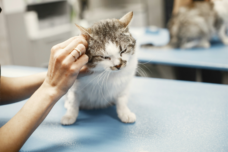 Osteoarthritis In Cats & Signs of Pain