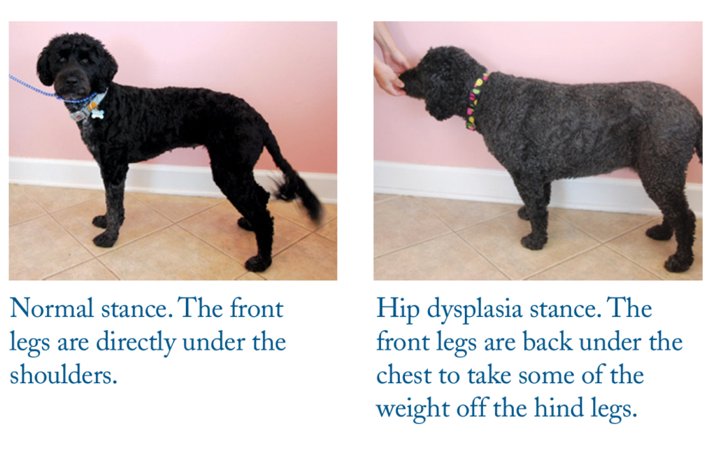 Osteoarthritis in Dogs & Signs of Pain