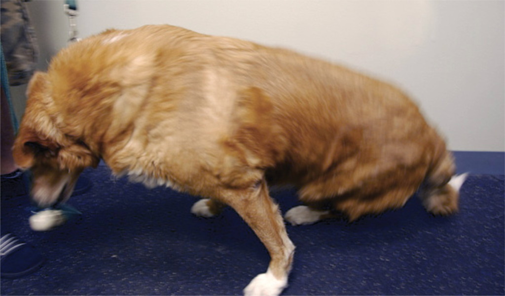 Osteoarthritis In Dogs Signs Of Pain