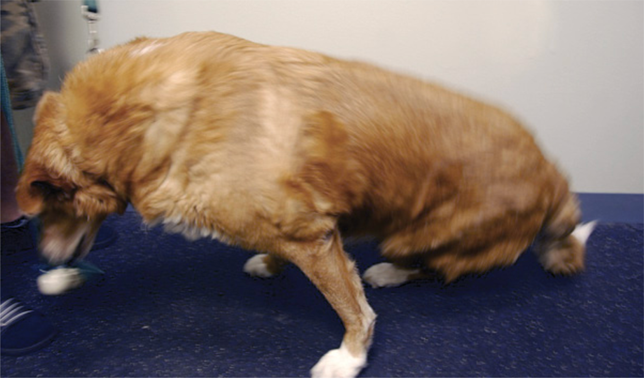 Osteoarthritis in Dogs & Signs of Pain