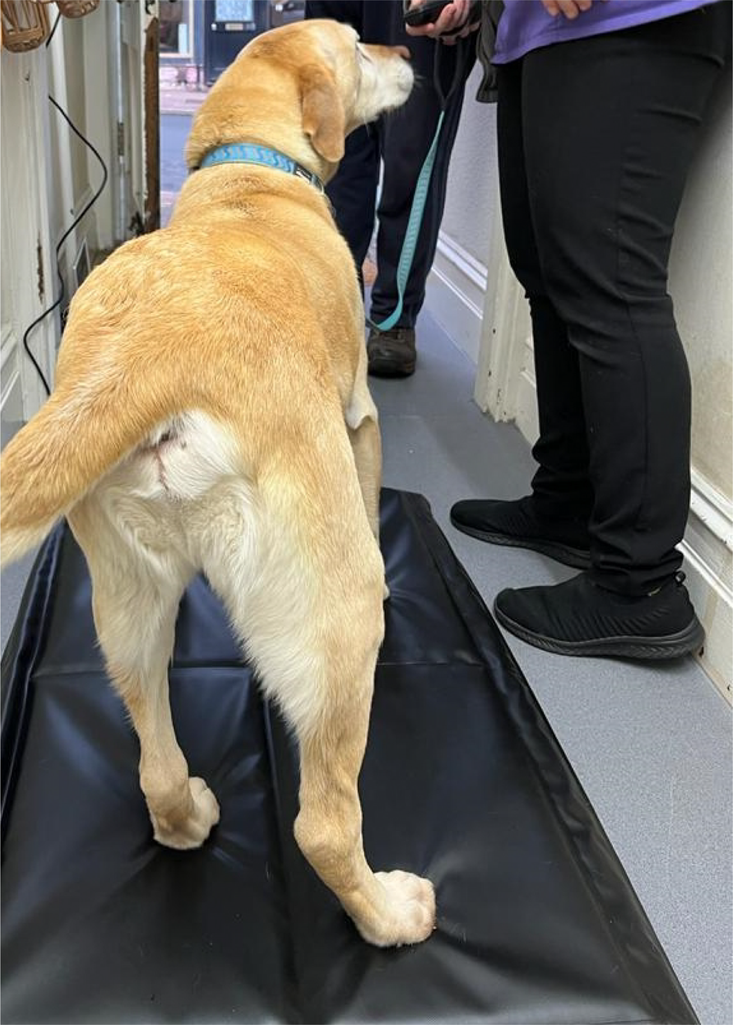 Osteoarthritis in Dogs & Signs of Pain