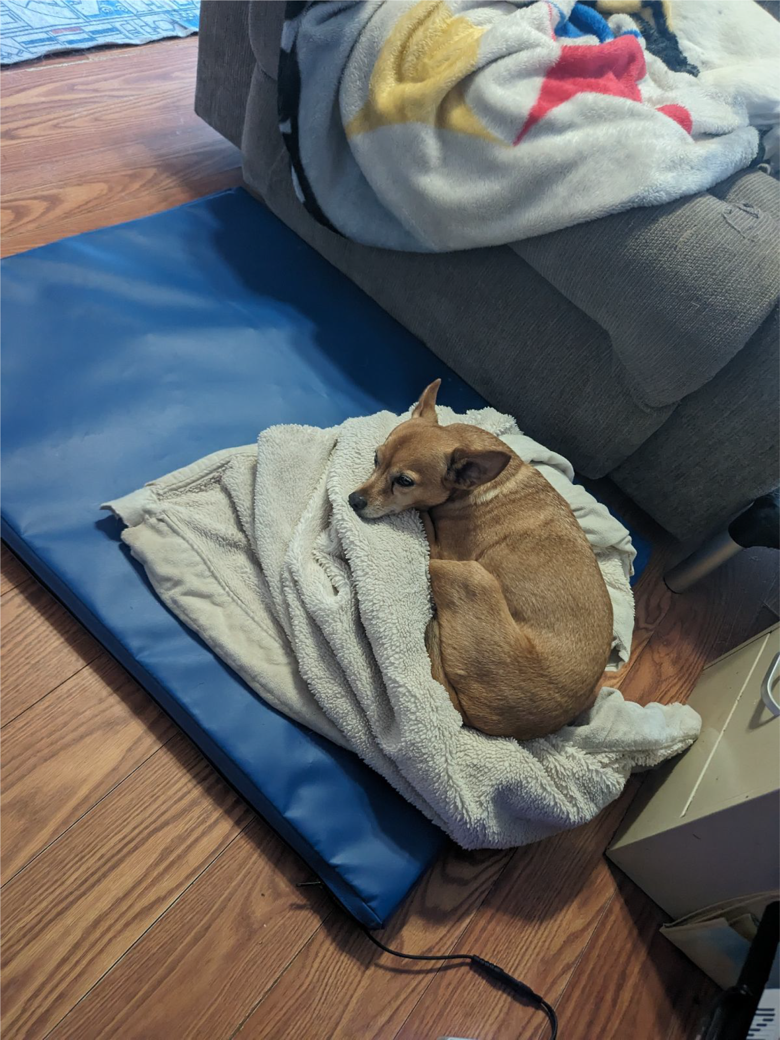 Pulsed Electromagnetic Field (PEMF) Therapy for Pets - WoofDoctor on Wheels