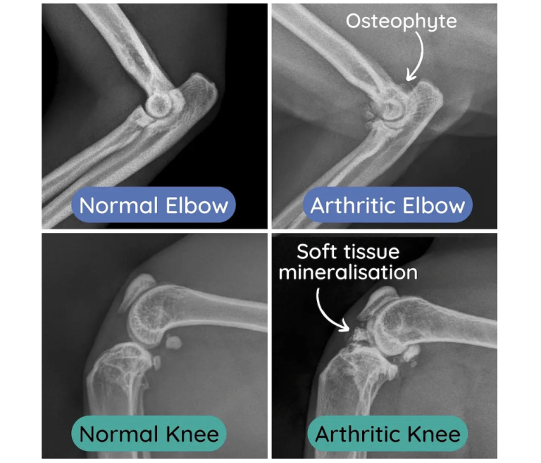 How is Osteoarthritis Diagnosed & Treated in Cats?