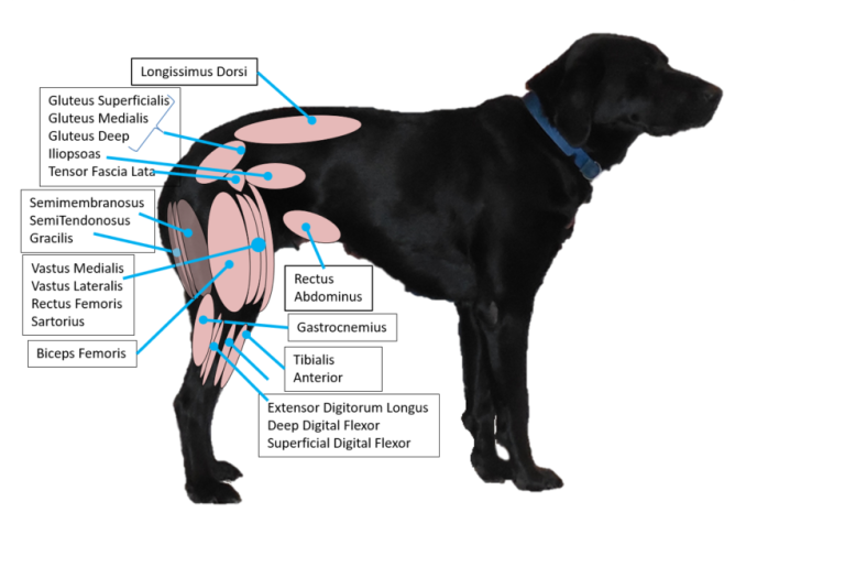 At-Home Rehab Exercises for Dog Hindlimbs