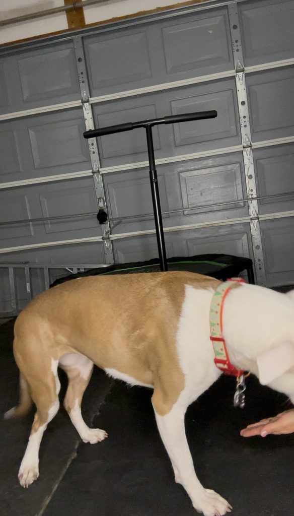 At-Home Rehab Exercises for Dog Hindlimbs