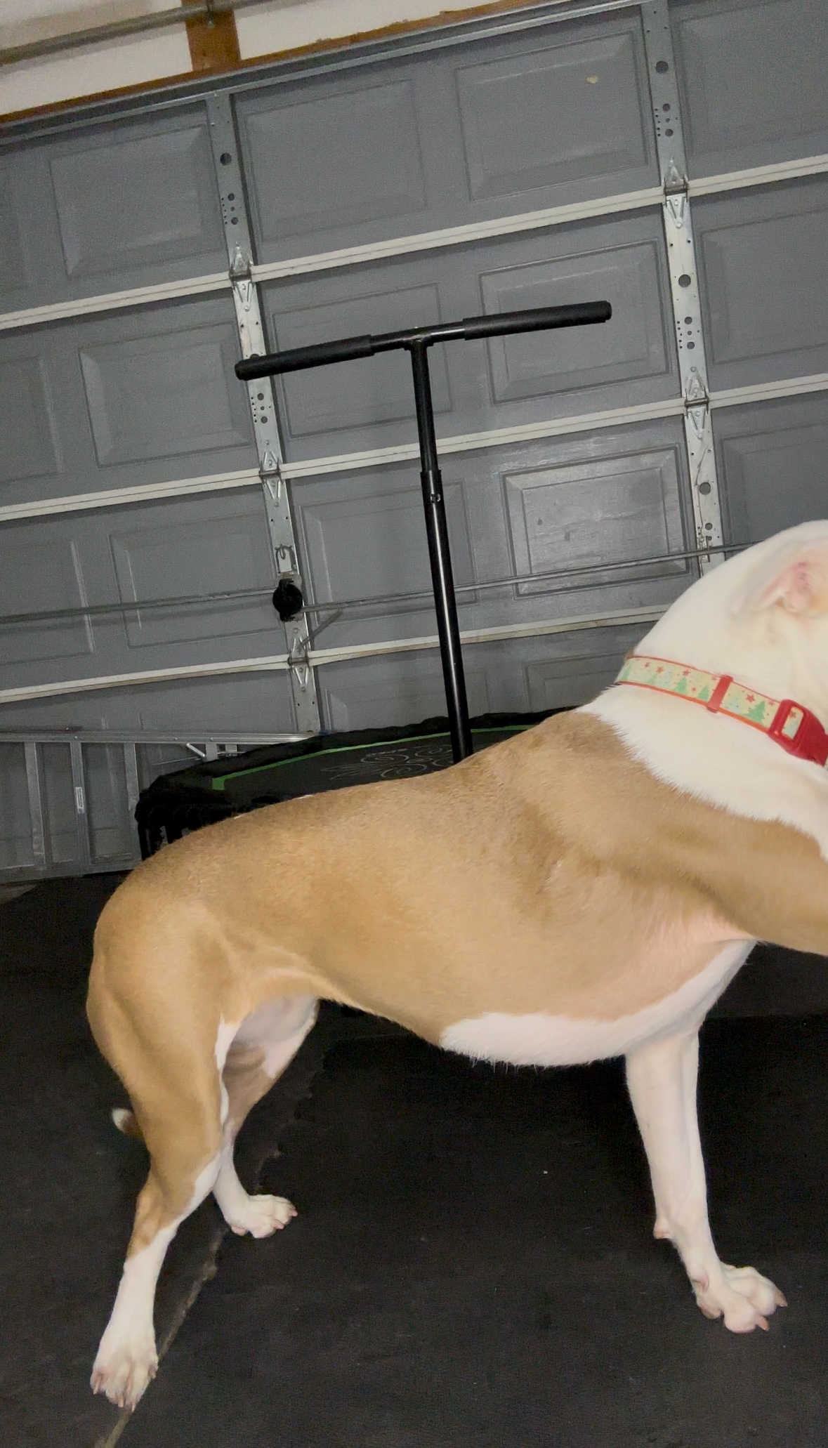 At-Home Rehab Exercises for Dog Hindlimbs