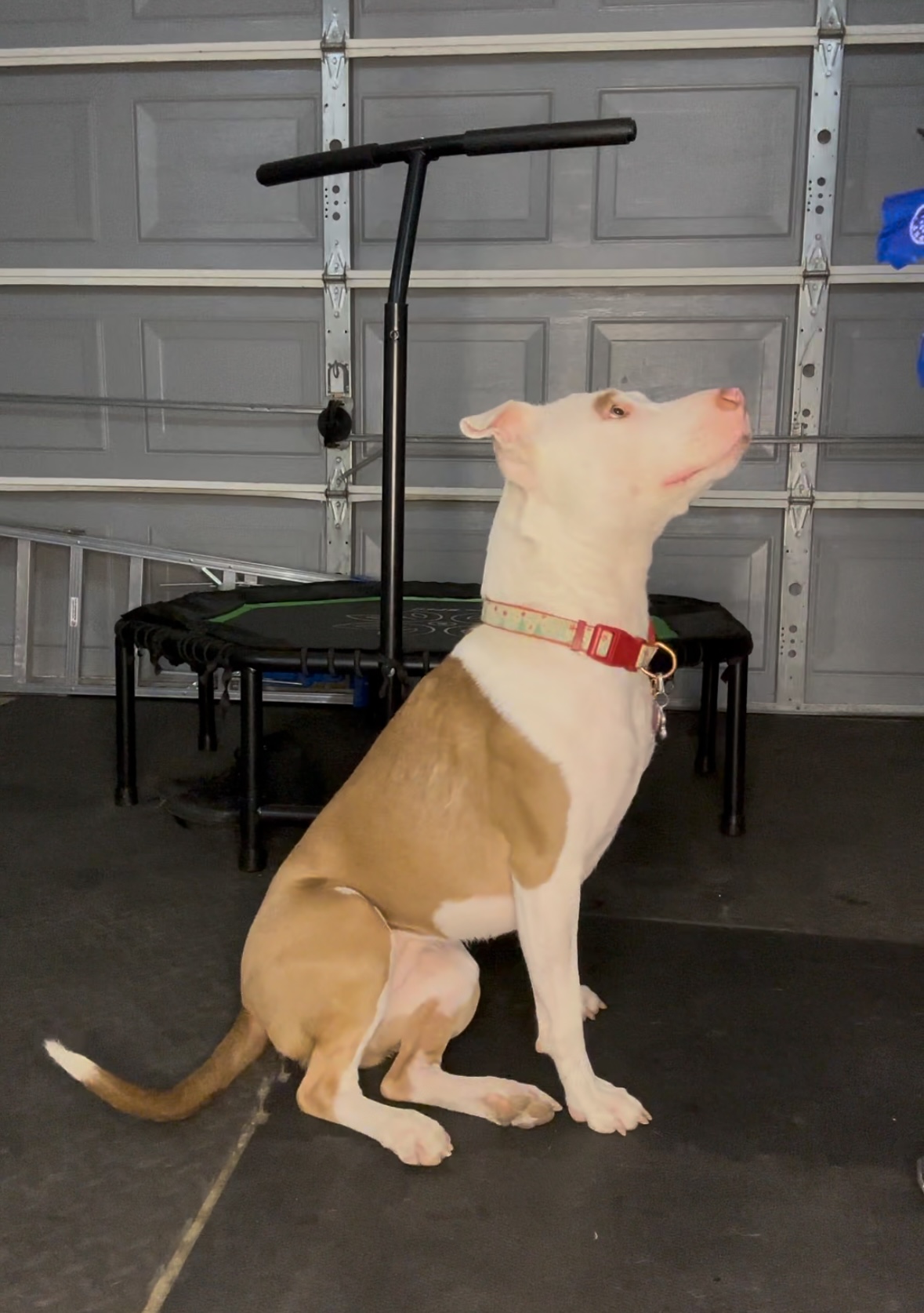 At-Home Rehab Exercises for Dog Hindlimbs