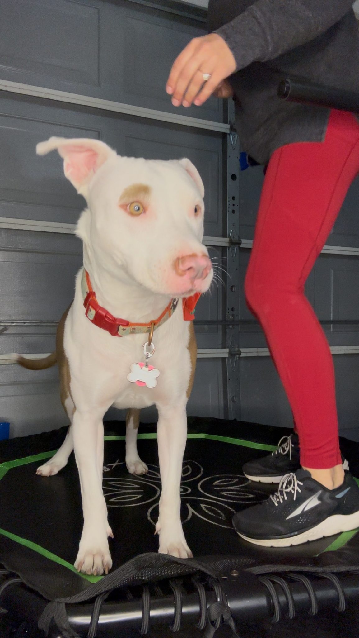 At-Home Rehab Exercises for Dog Hindlimbs
