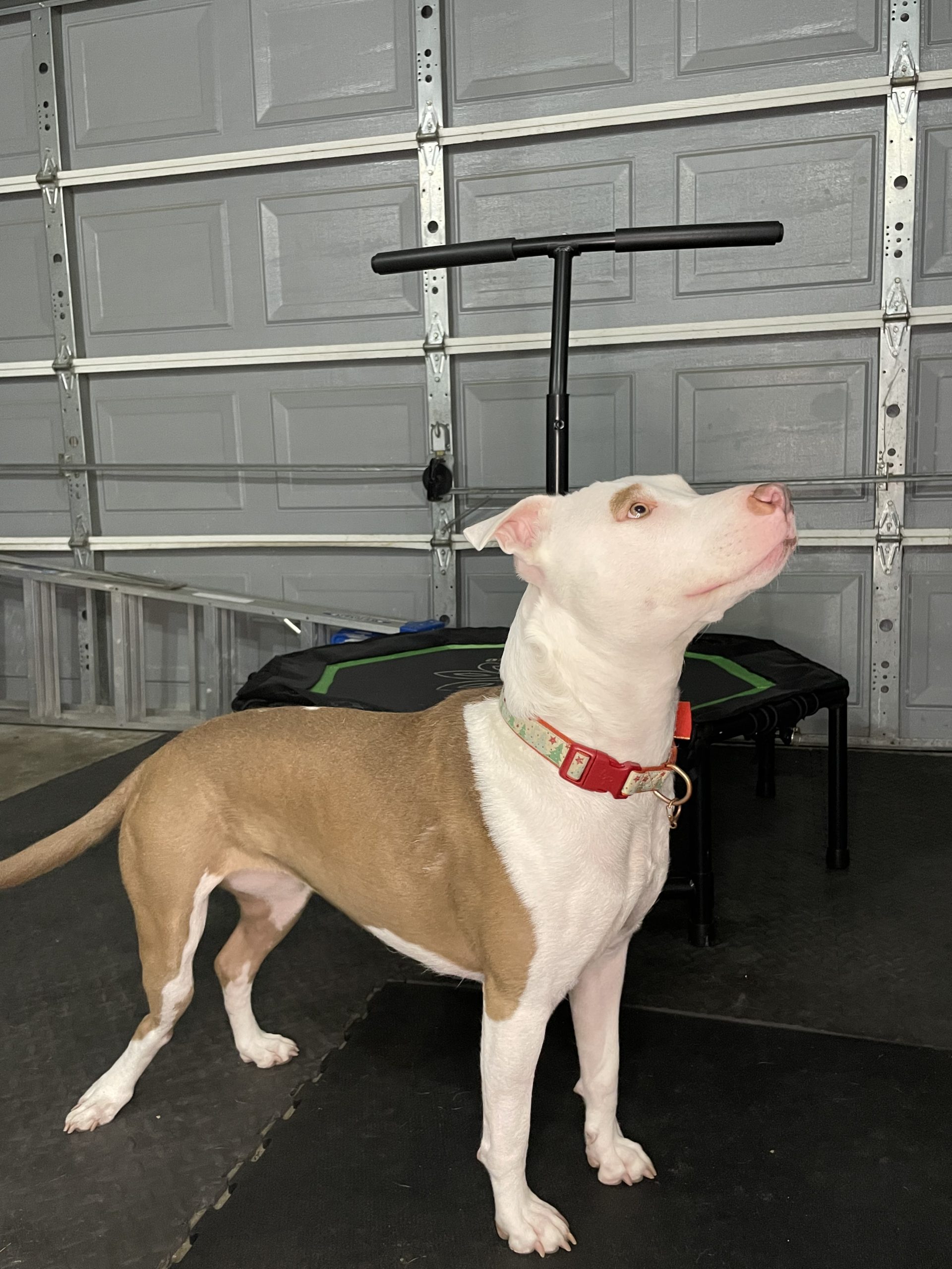 At-Home Rehab Exercises for Dog Hindlimbs