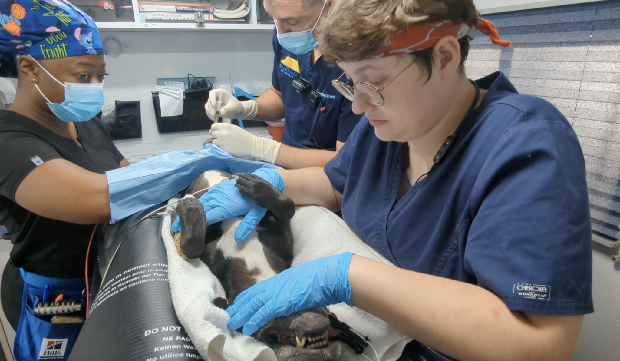 Platelet-Rich Plasma Therapy for Dogs: A Revolutionary Approach to ...