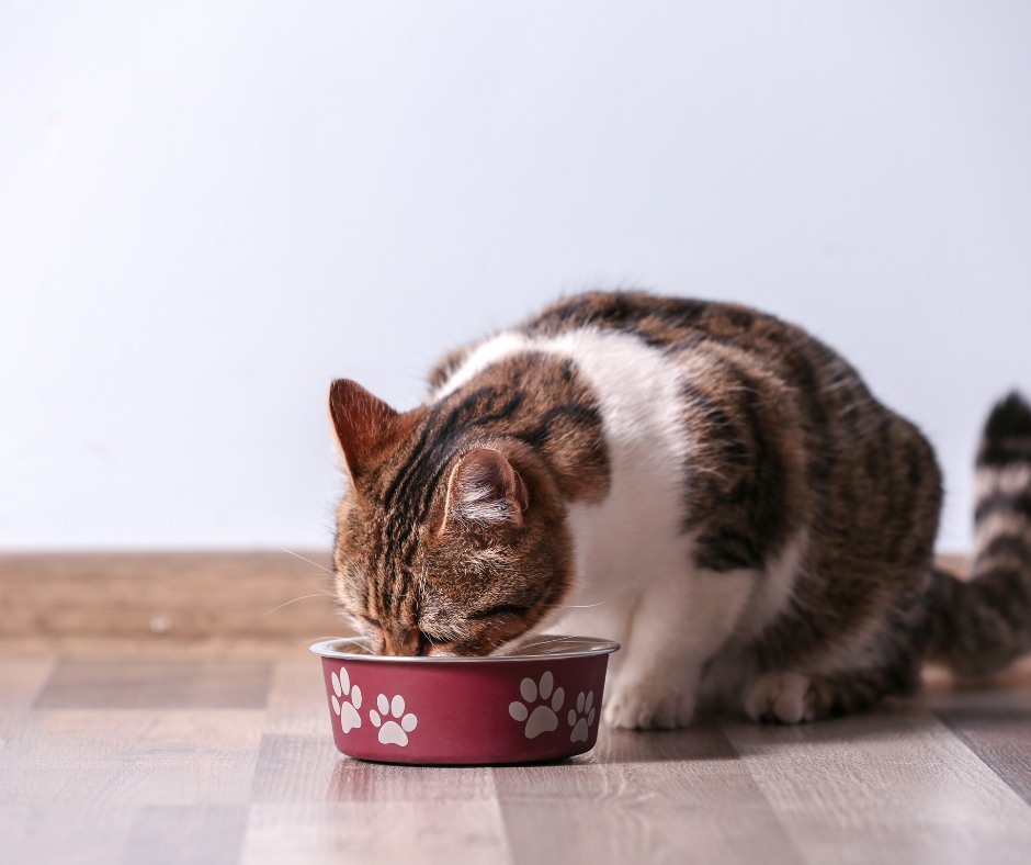 Detecting Early Signs of Arthritis and Muscle Loss in Cats