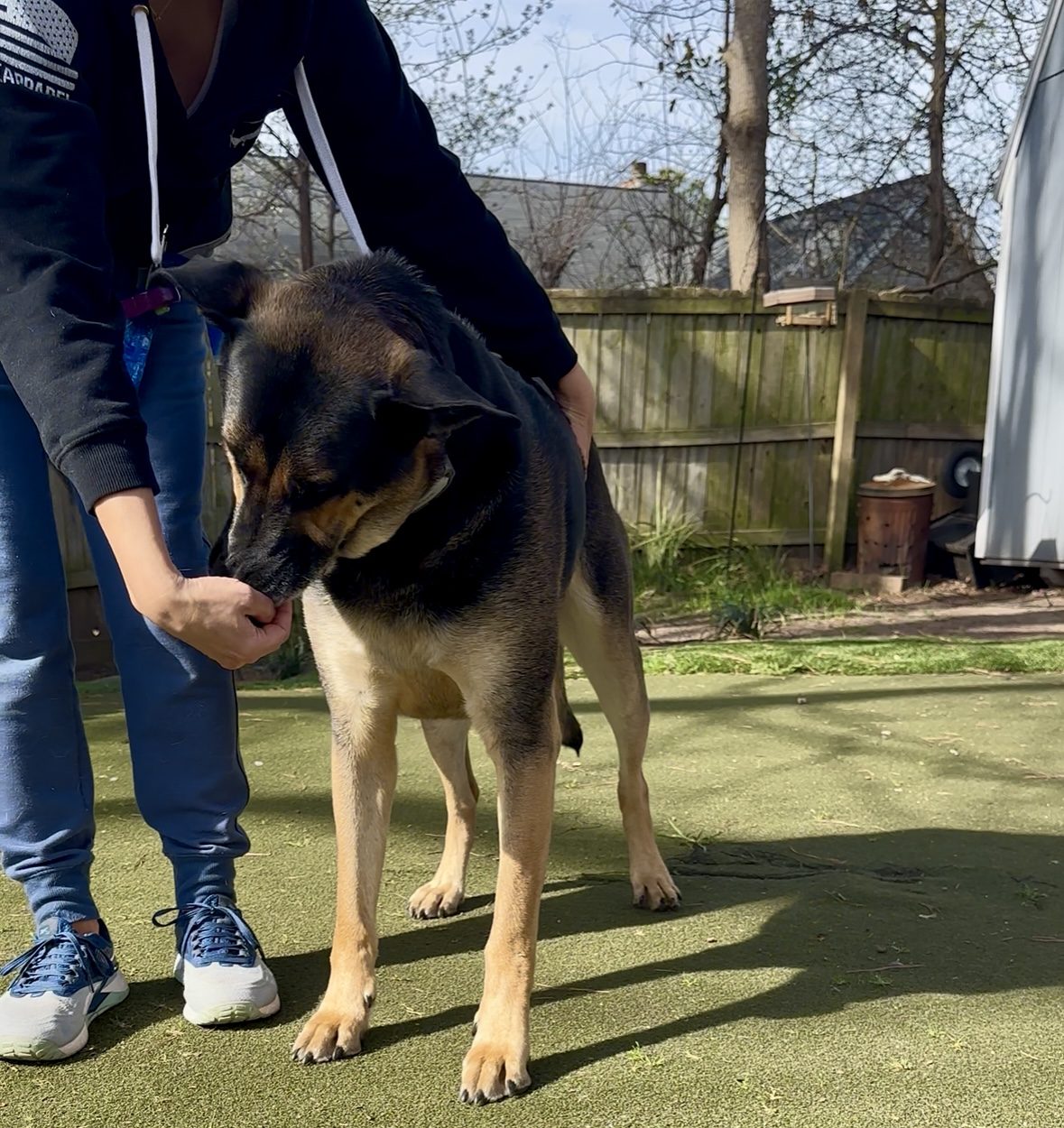 At-Home Rehab Exercises for Forelimbs