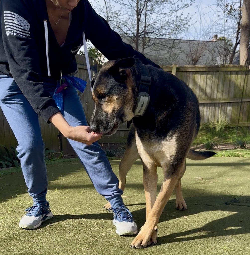 At-Home Rehab Exercises for Forelimbs