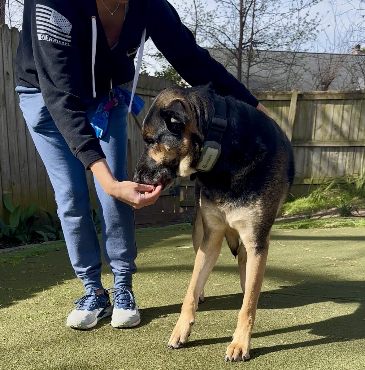 At-Home Rehab Exercises for Forelimbs